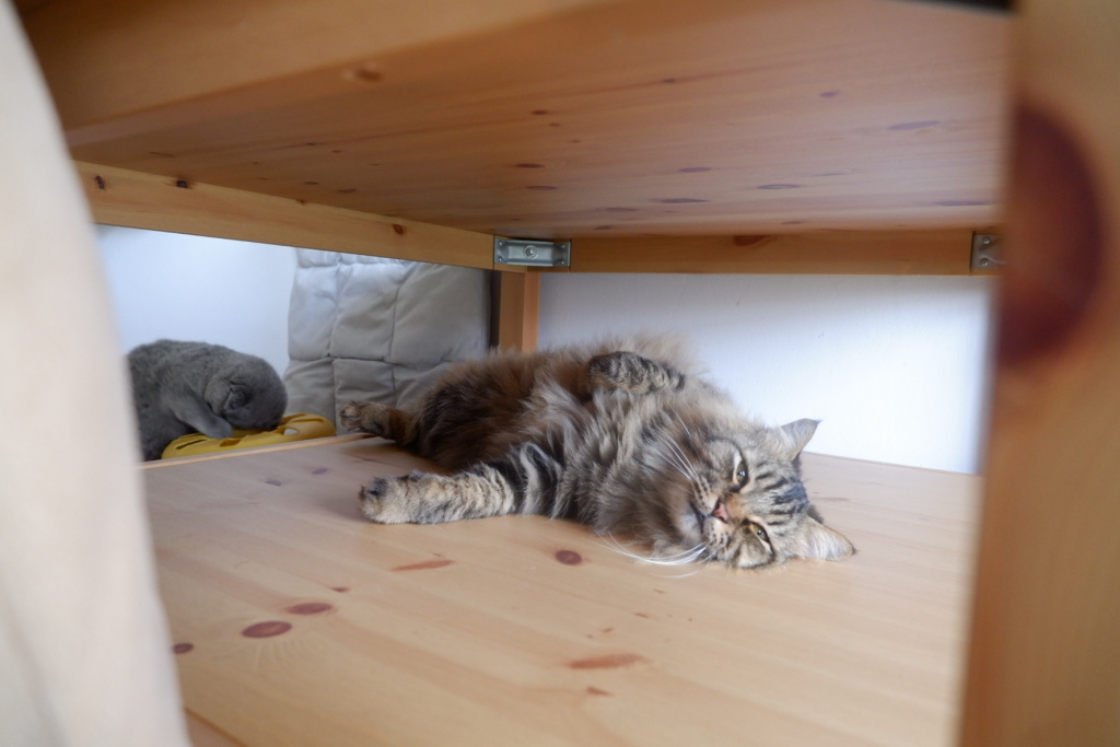 Uncle Cat Cafe: Creating a cosy space for cats and chats - EB
